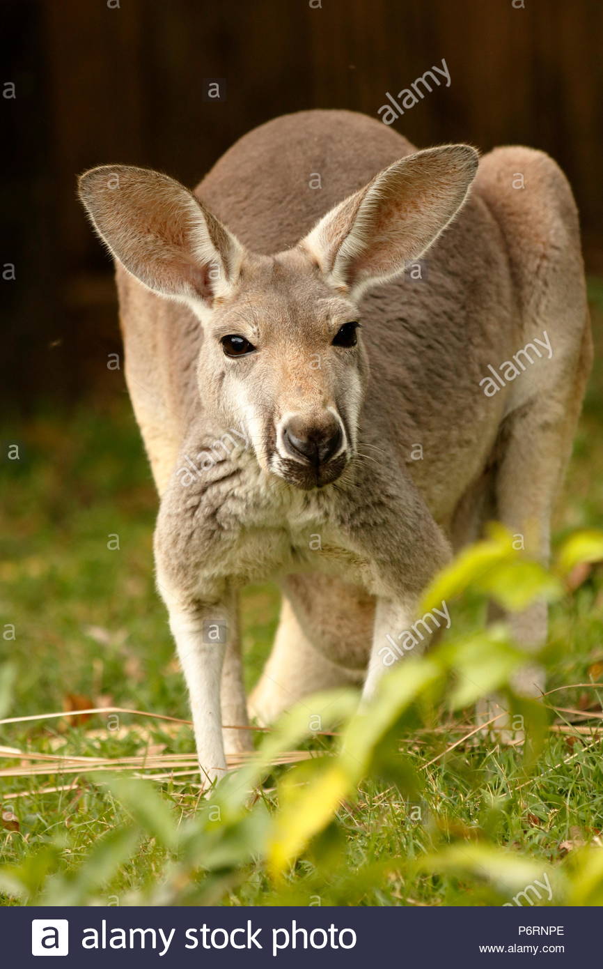 Largest Kangaroo High Resolution Stock Photography and Images - Alamy