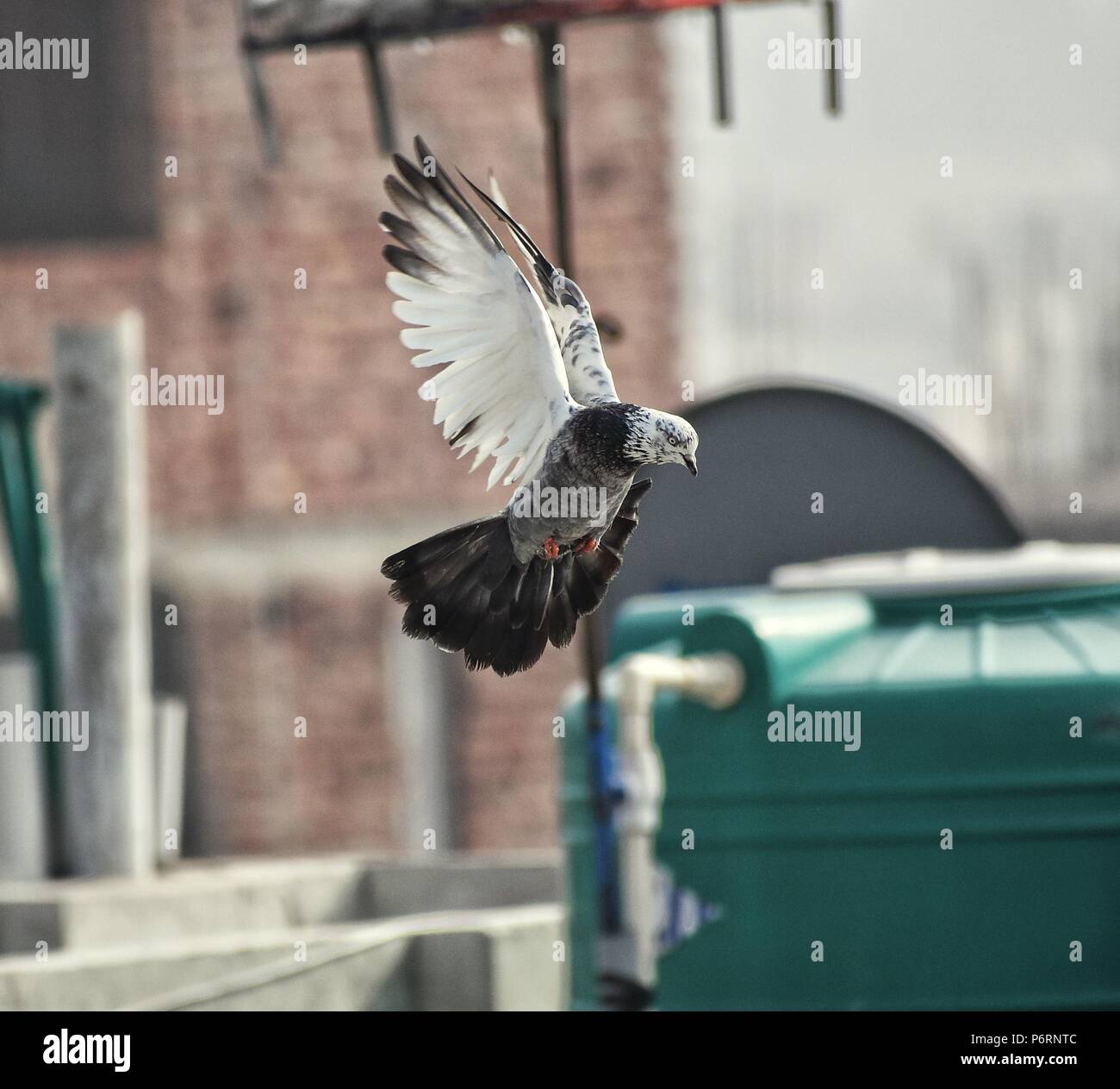 Will fly them hi-res stock photography and images - Alamy
