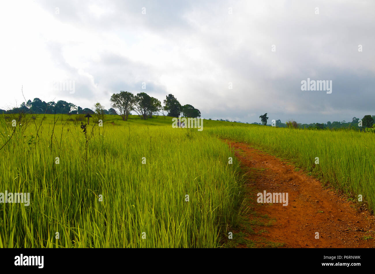 Earth road across meadow in the countryside Stock Photo - Alamy