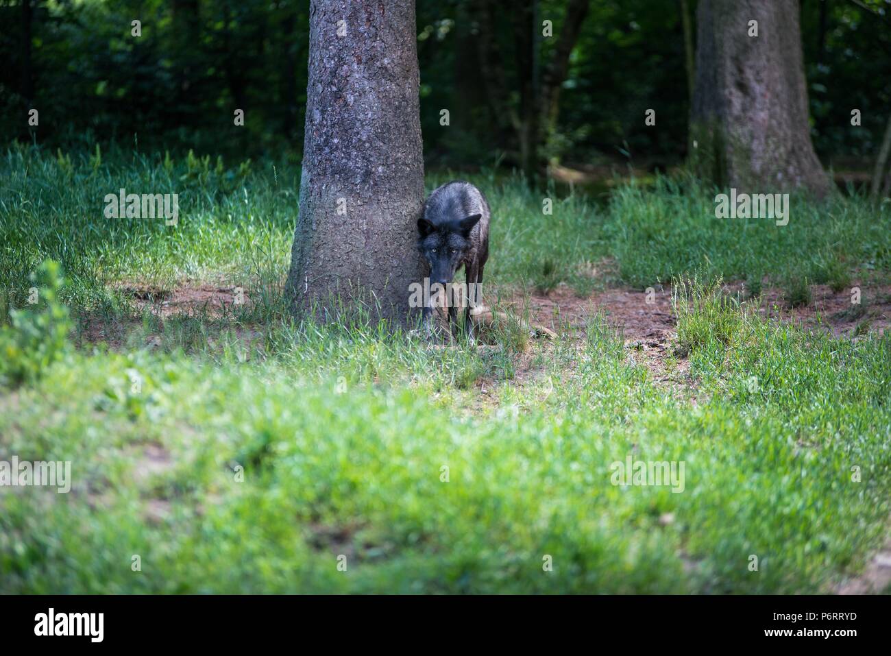 Black wolf in the forest. Hunting predator Stock Photo - Alamy