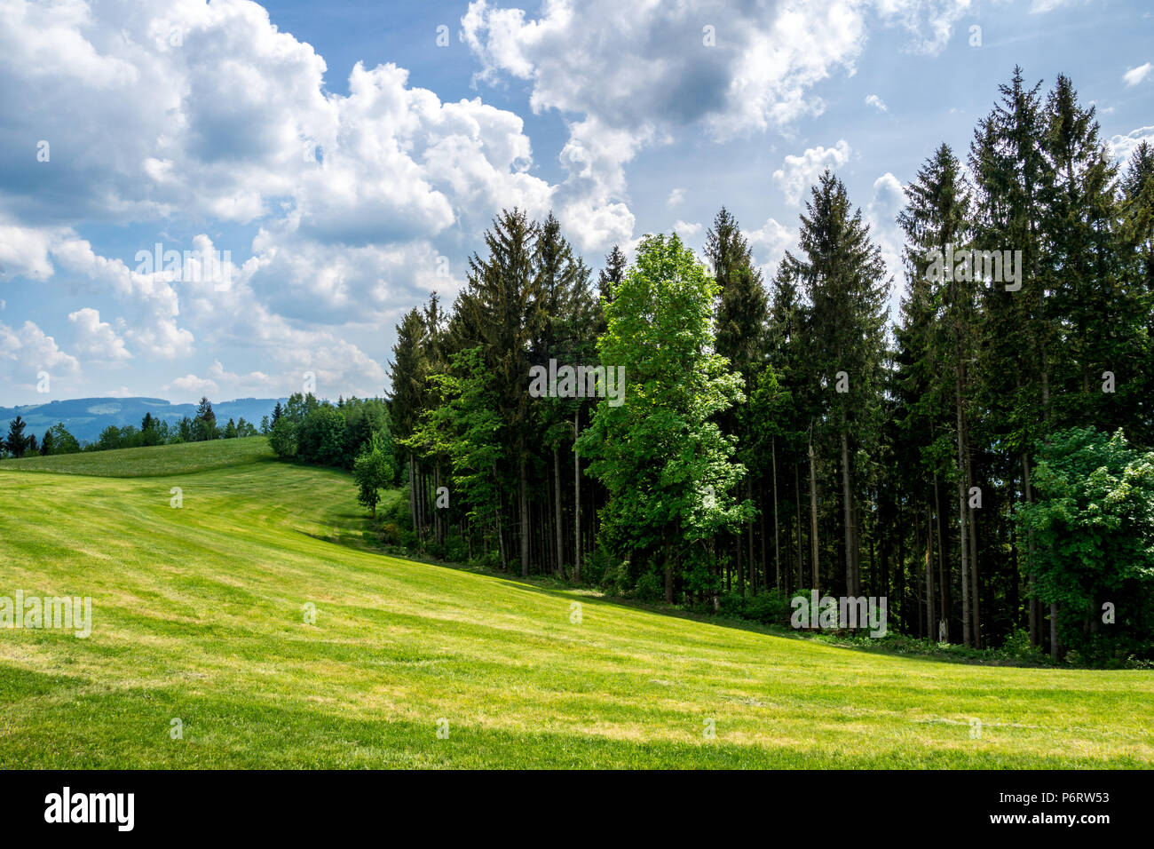 Germany, Hiking in black forest nature landscape on hot summer day ...