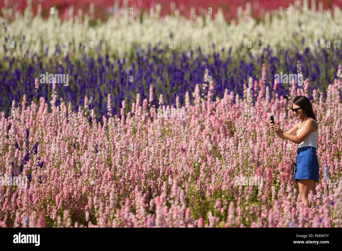 Real flower photo hi-res stock photography and images - Alamy