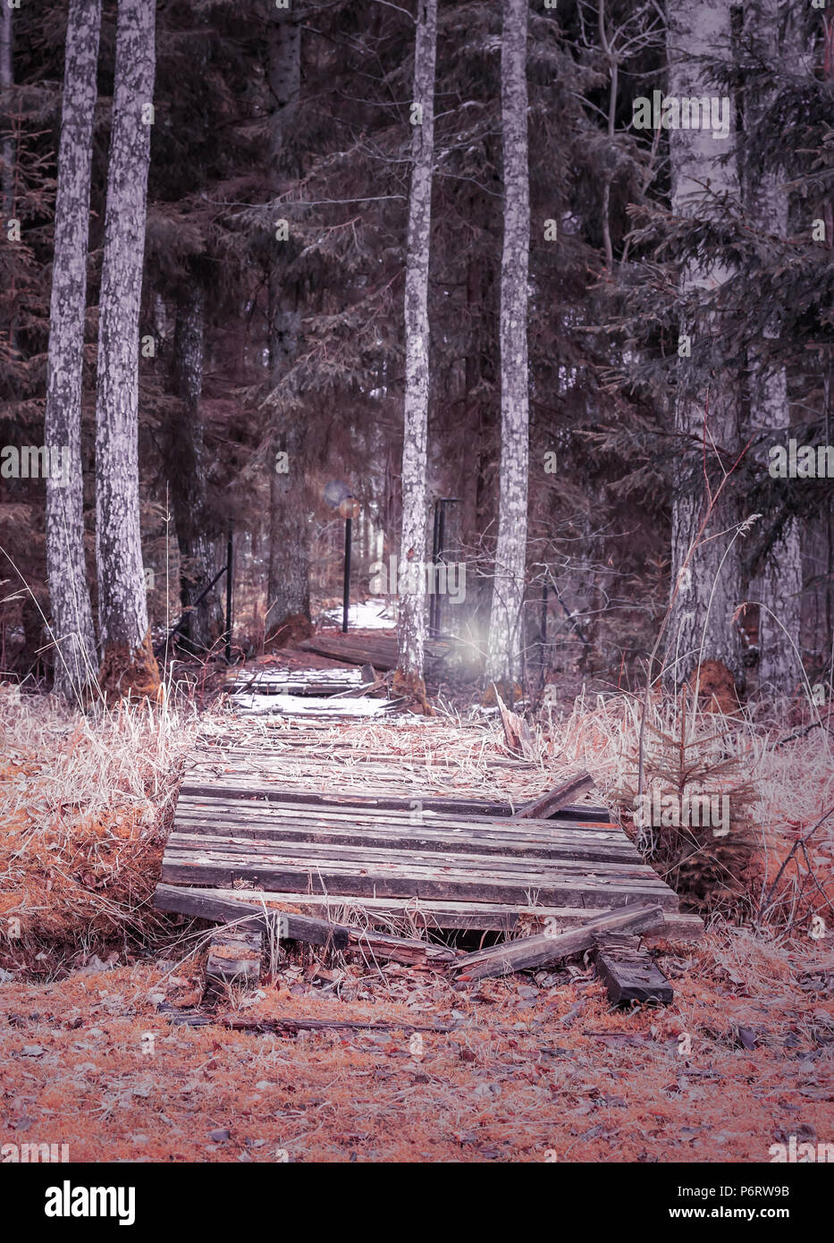 Overgrown forest hi-res stock photography and images - Alamy
