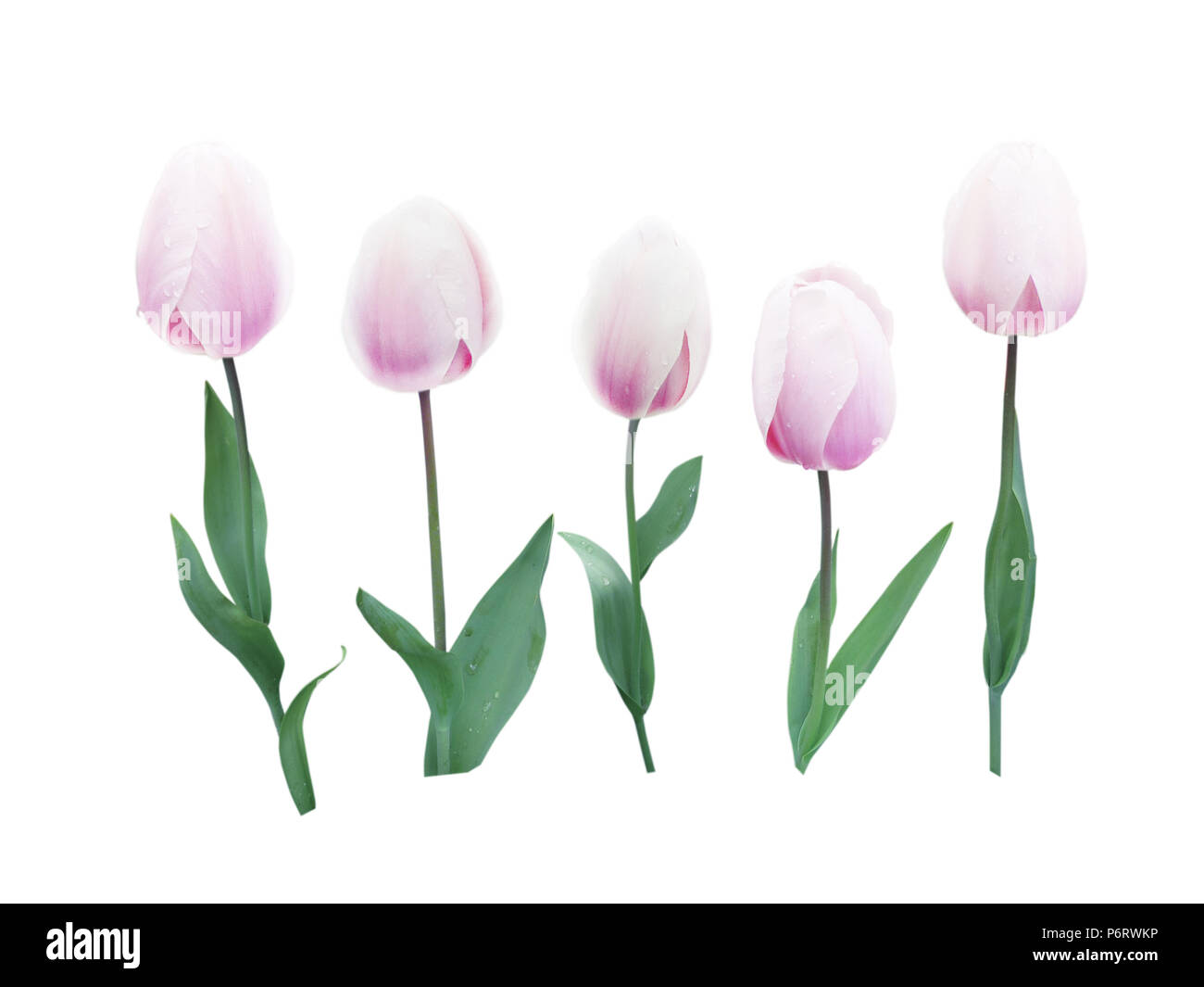 Pale pink tulip five flowers set isolated on white Stock Photo - Alamy