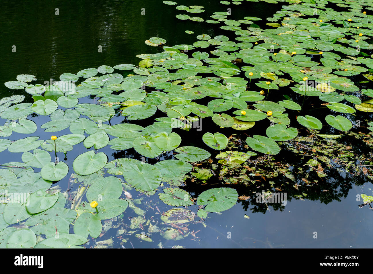 Floating water lilies with yellow flowers Stock Photo - Alamy