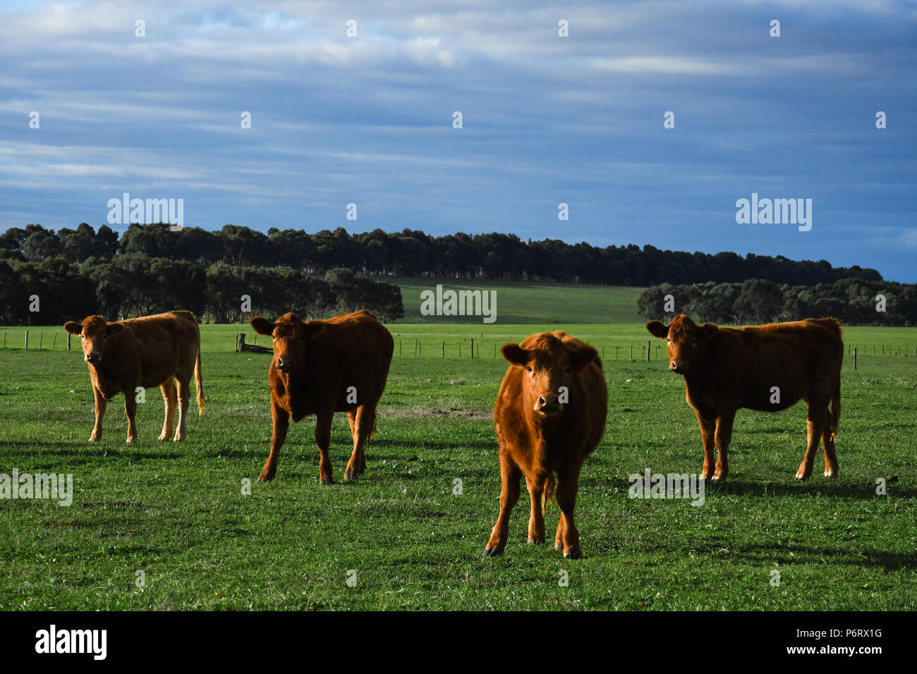 Beef cow field australia hi-res stock photography and images - Alamy