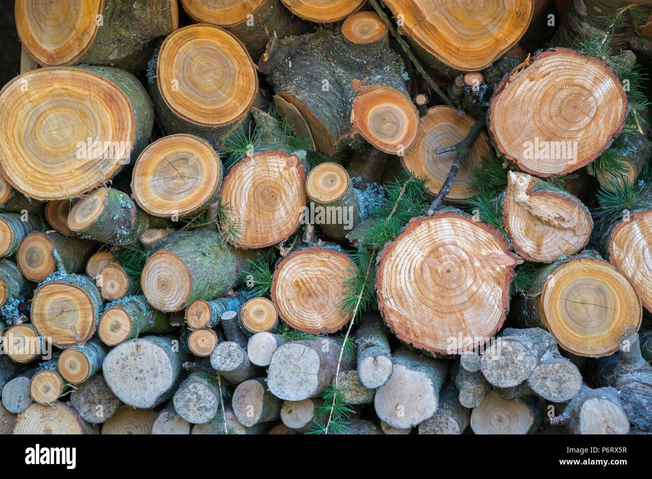 Cut log stack background picture Stock Photo - Alamy