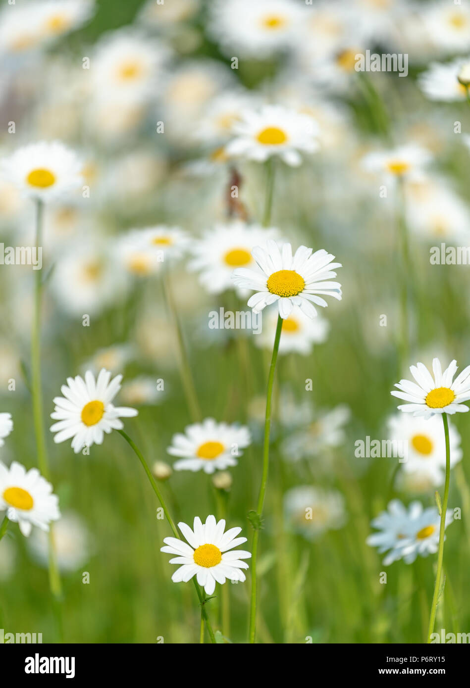 Daises hi-res stock photography and images - Alamy