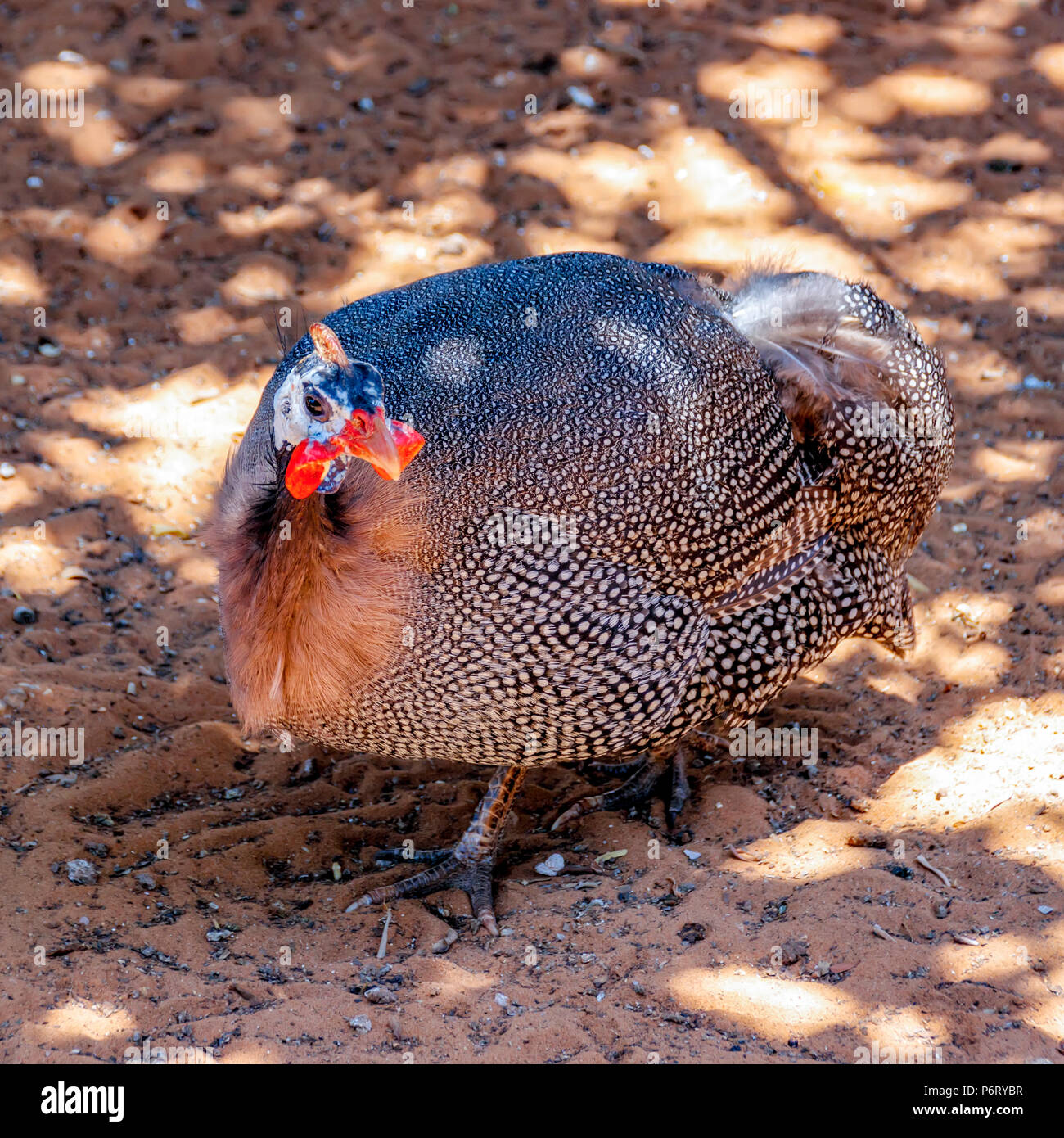 Guineafowl in tree hi-res stock photography and images - Alamy