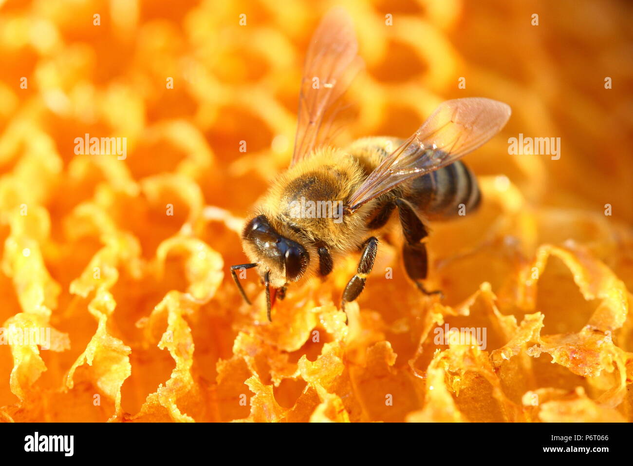 Bee in honeycomb Stock Photo - Alamy