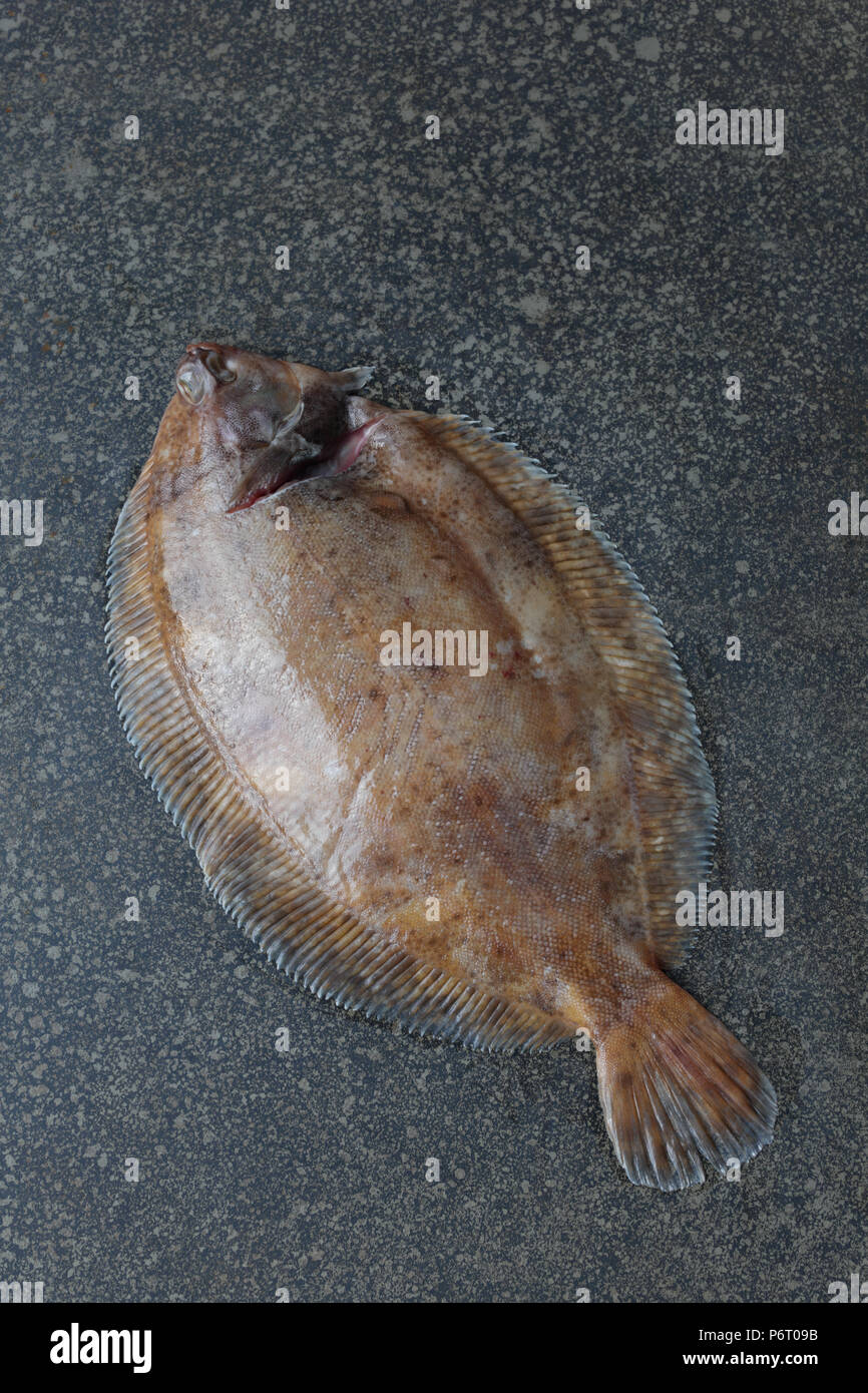 Sea plaice fish hi-res stock photography and images - Alamy