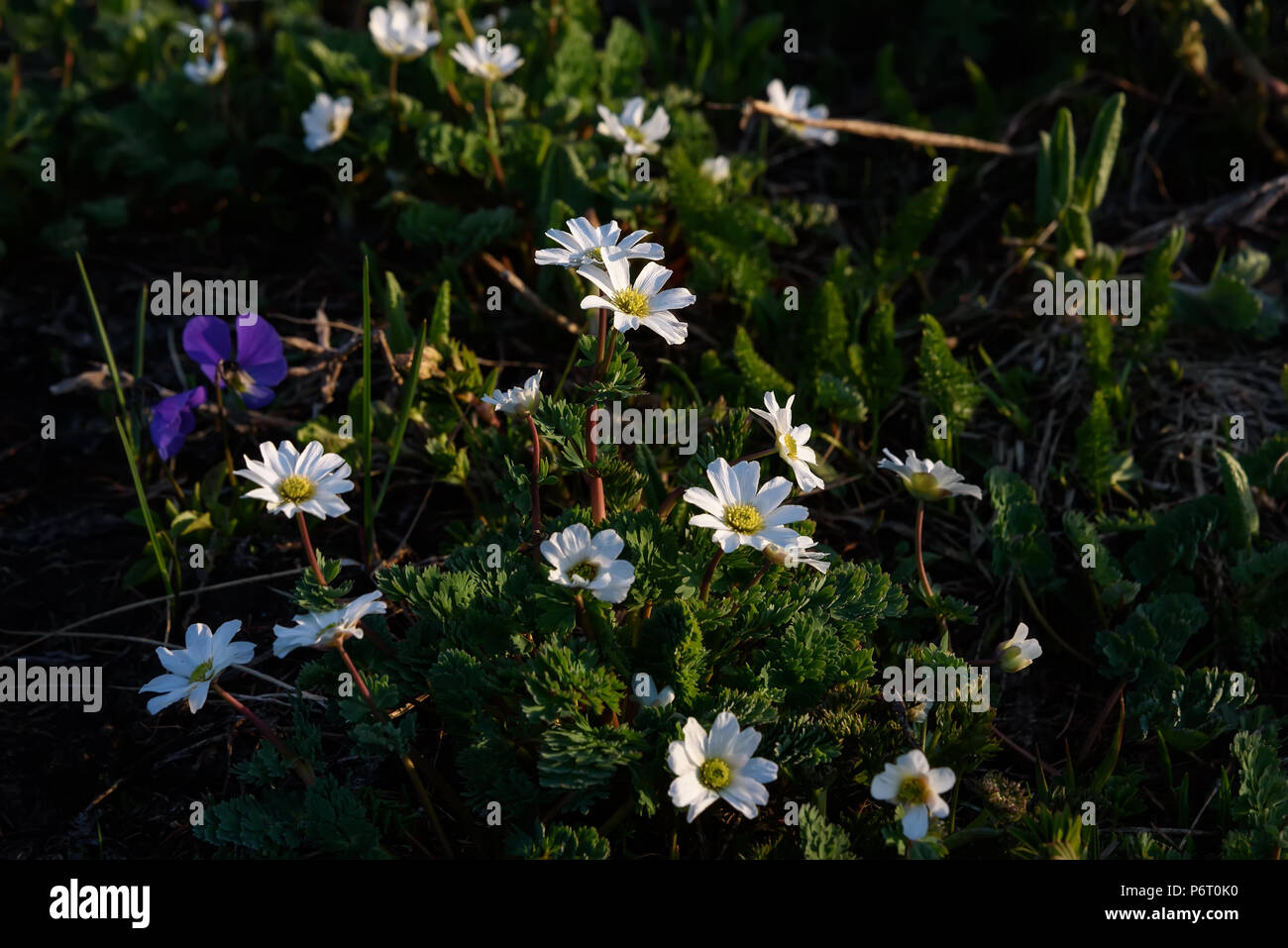 White dryad dryas octopetala hi-res stock photography and images - Alamy