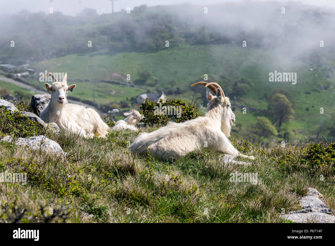 North wales goats hi-res stock photography and images - Alamy