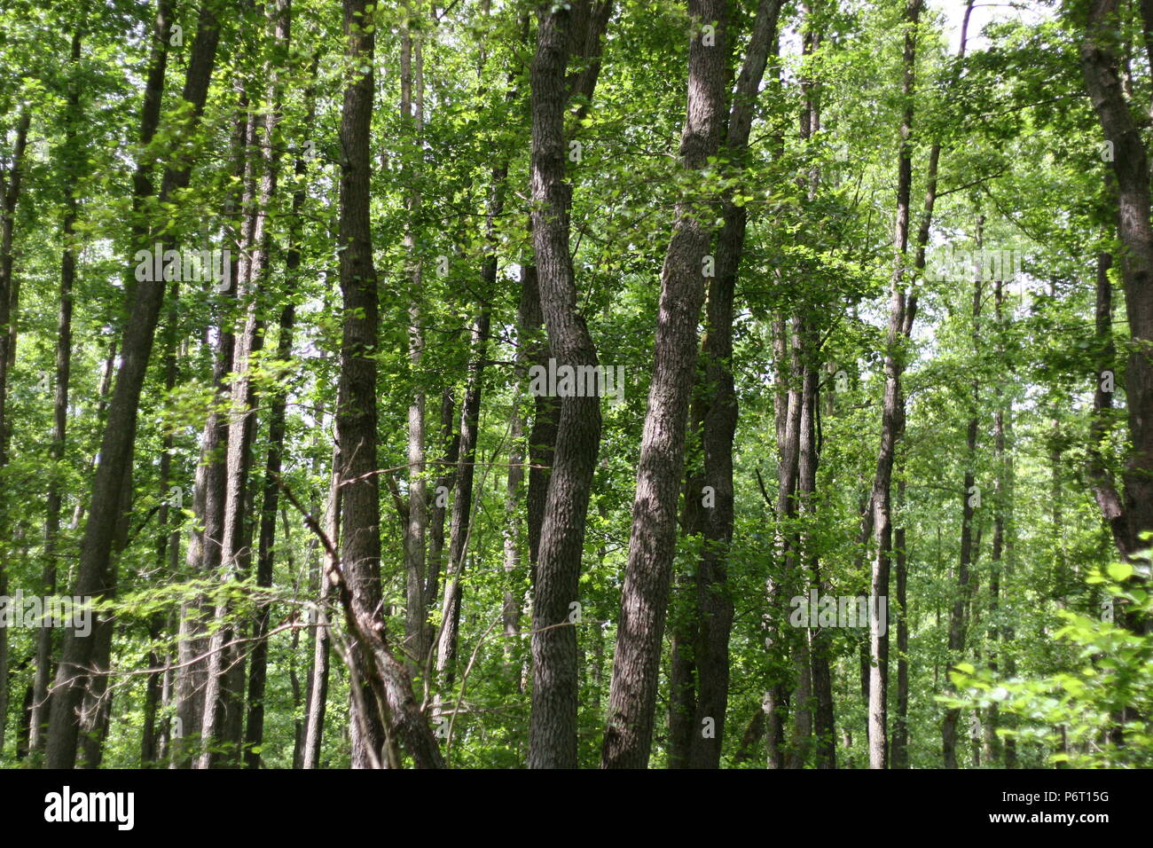 Alder grove hi-res stock photography and images - Alamy