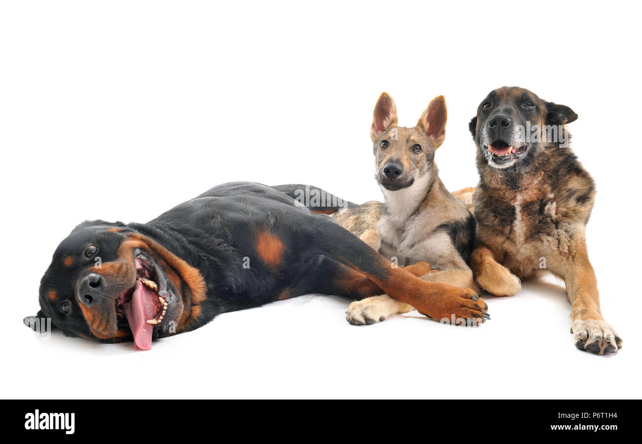 three dogs in front of white background Stock Photo - Alamy