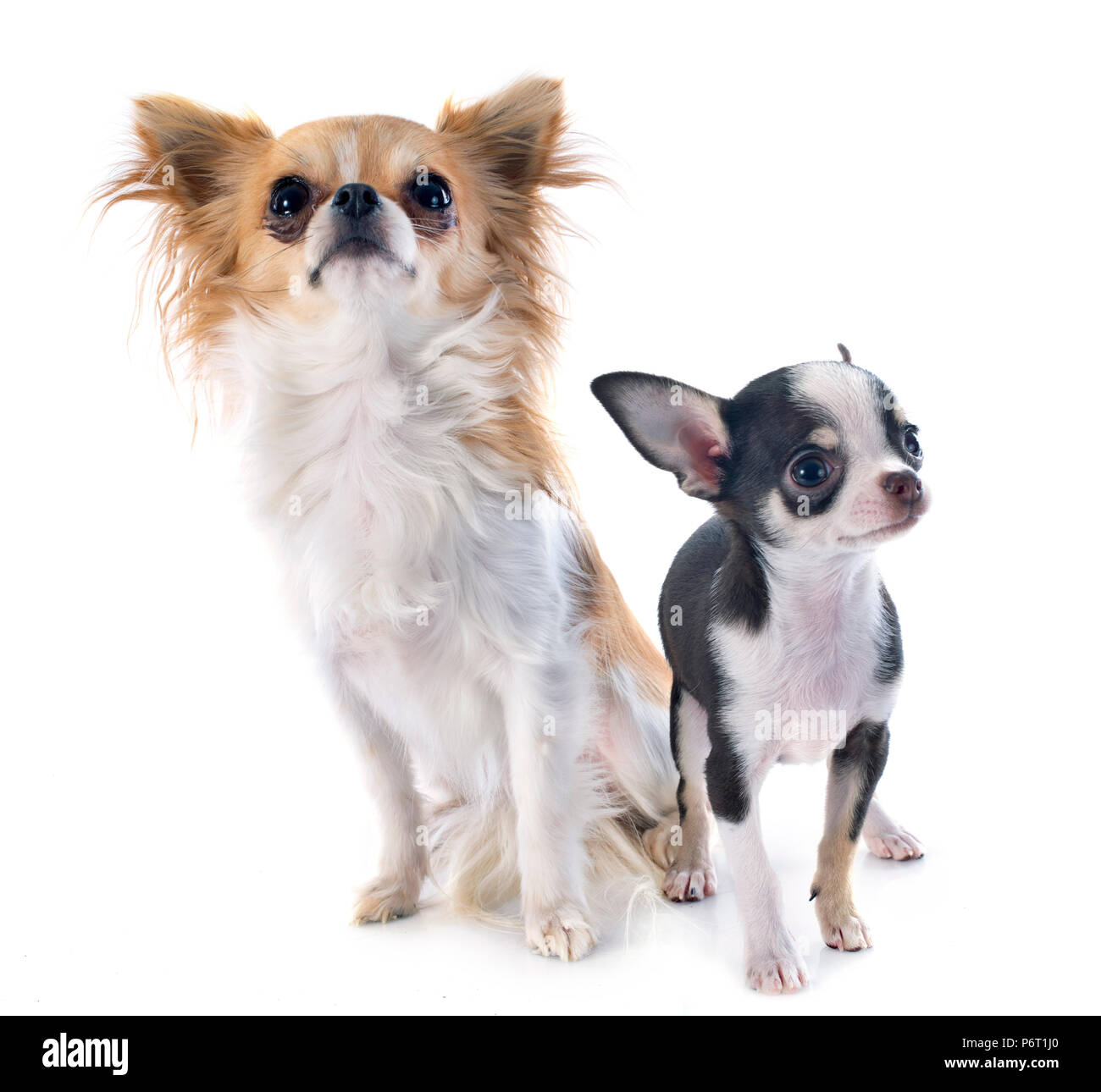 two chihuahuas in front of white background Stock Photo - Alamy