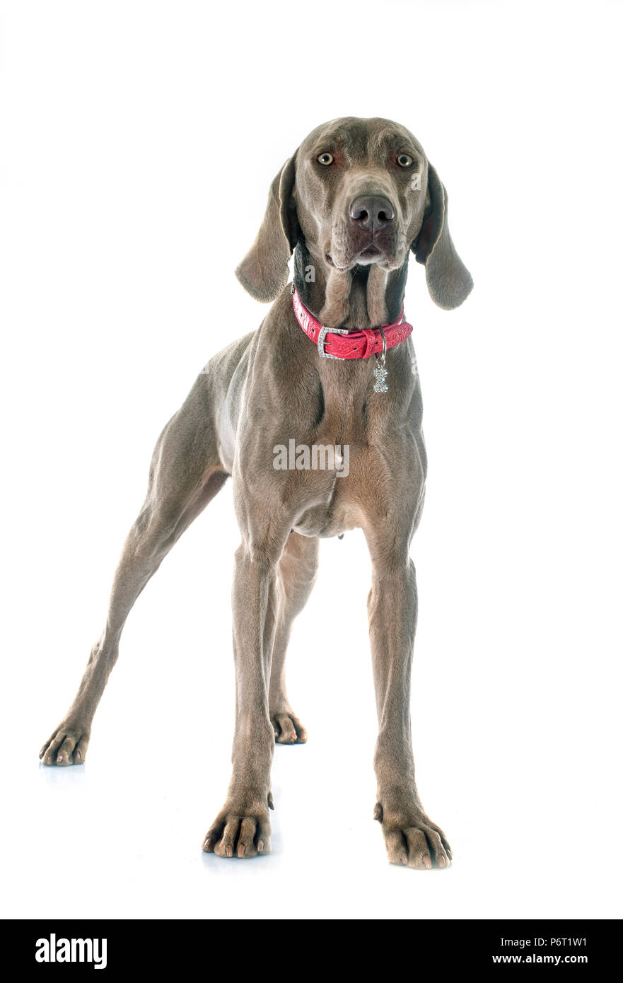 gray Weimaraner in front of white background Stock Photo - Alamy