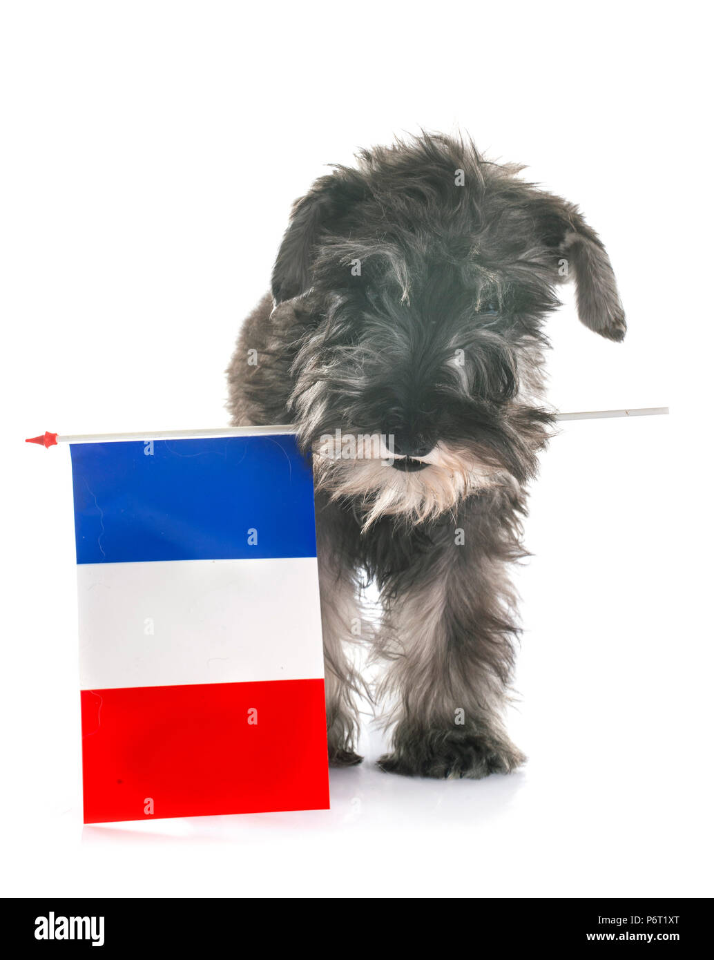 puppy Miniature Schnauzer and french flag in front of white background ...