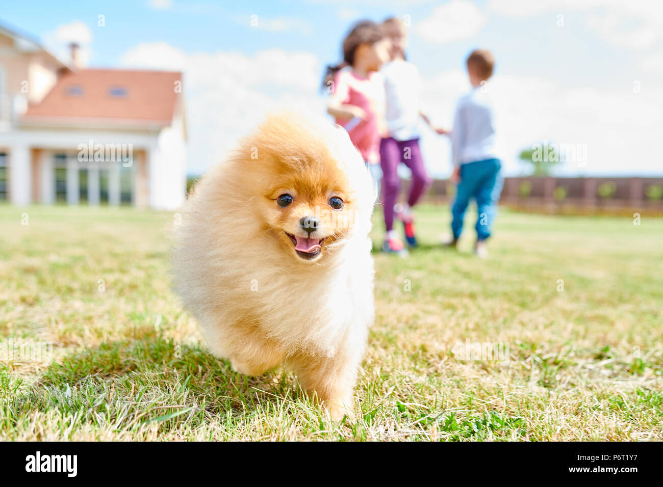 Cute Pomeranian Puppy Stock Photo - Alamy