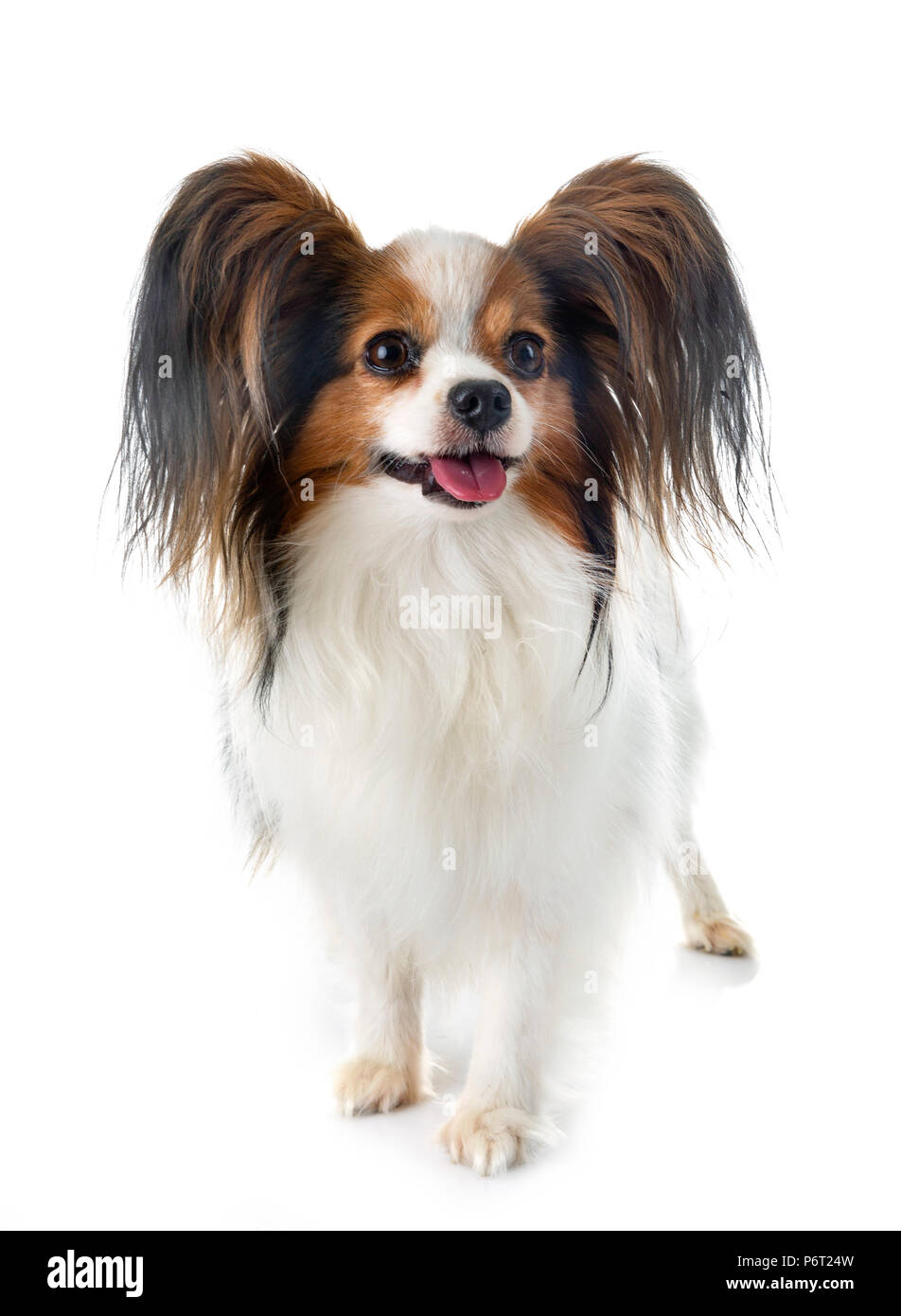 papillon dog in front of white background Stock Photo - Alamy