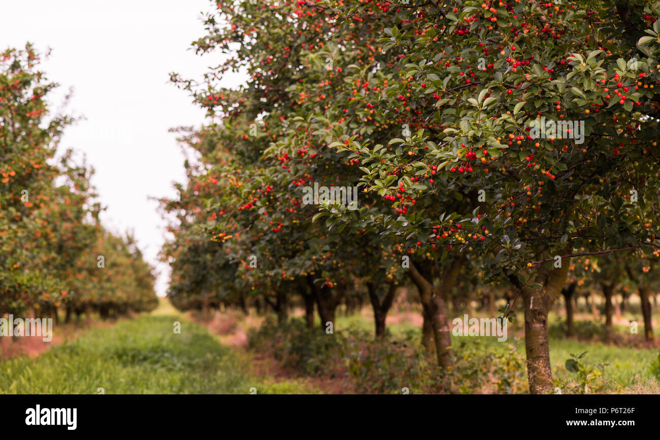Ripe cherry orchard fields Stock Photo - Alamy