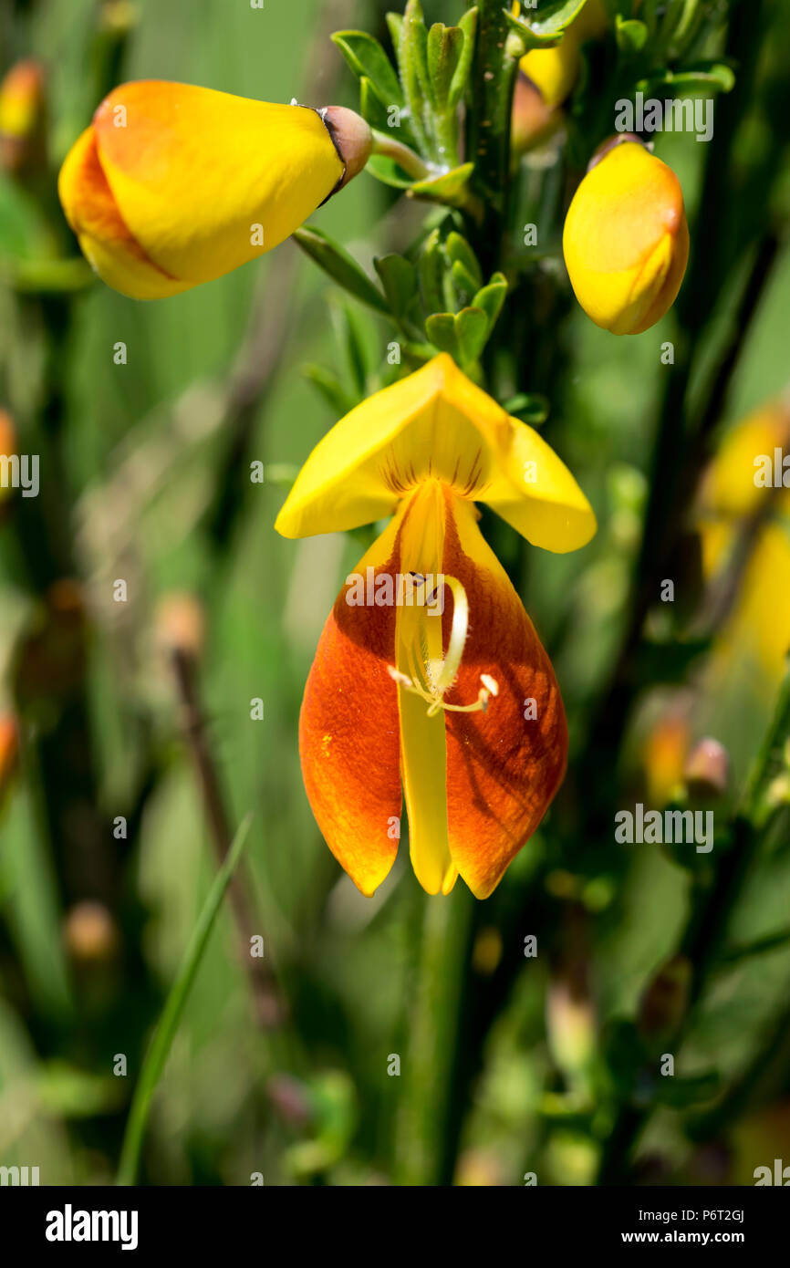 Broom in full flower hi-res stock photography and images - Alamy