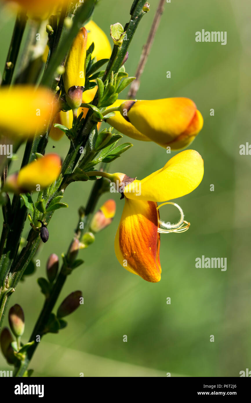 Broom in full flower hi-res stock photography and images - Alamy