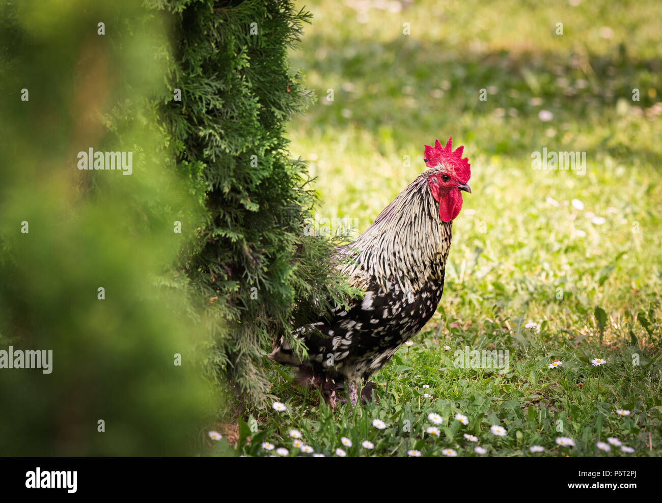 Pretty Rooster in the garden Stock Photo - Alamy