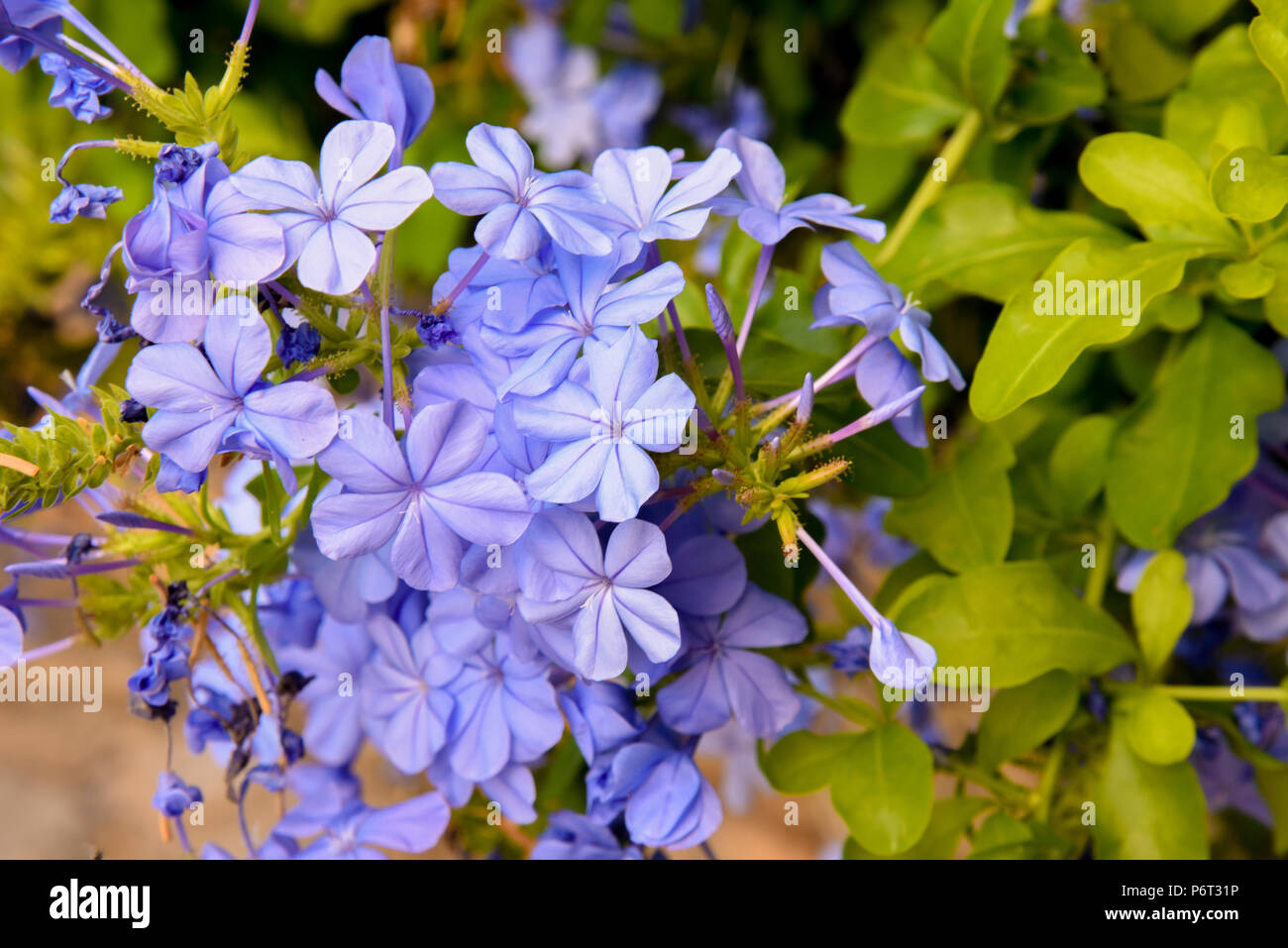 Pretty little purple Plumbago floweret Stock Photo - Alamy