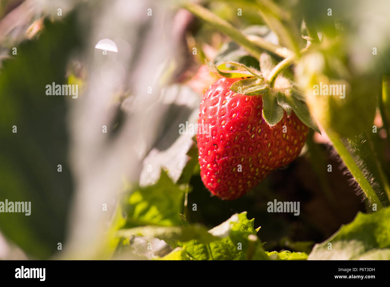 Big red ripe strawberry growth in the garden Stock Photo - Alamy