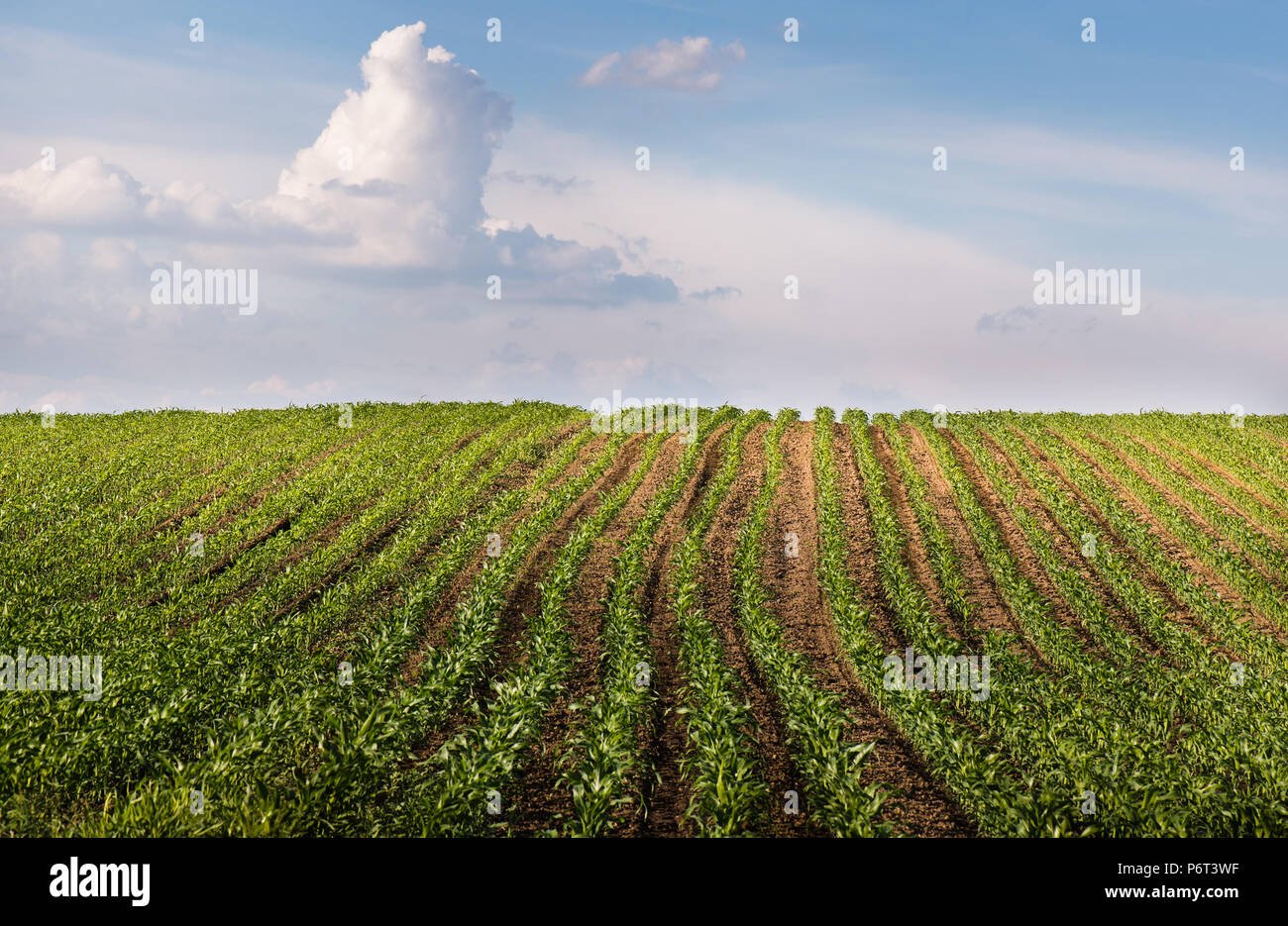 Plantation of young green corn at field Stock Photo - Alamy