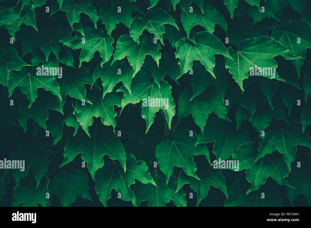 Wild grape green wall. Toned Stock Photo - Alamy