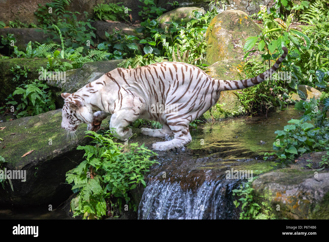 Portrait of a majestic white / bleached tiger in the greenery of a ...