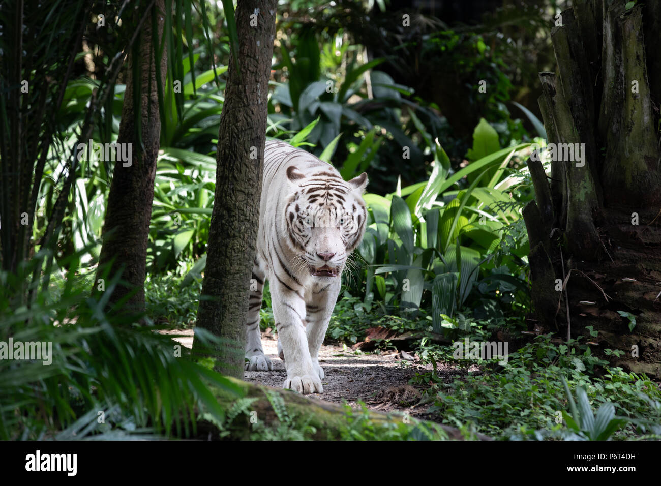 Bleached Tiger High Resolution Stock Photography and Images - Alamy