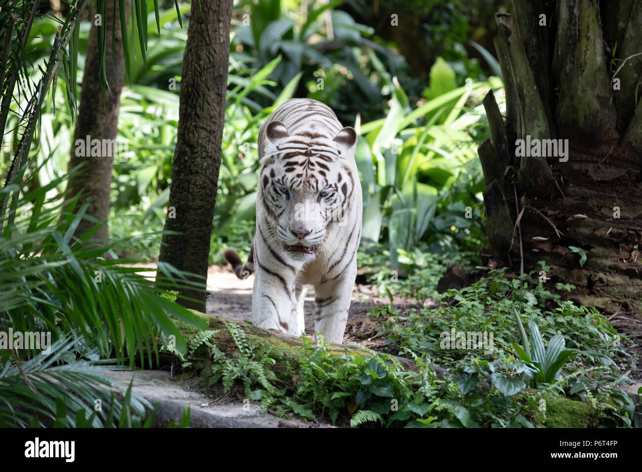 Bleached Tiger High Resolution Stock Photography and Images - Alamy