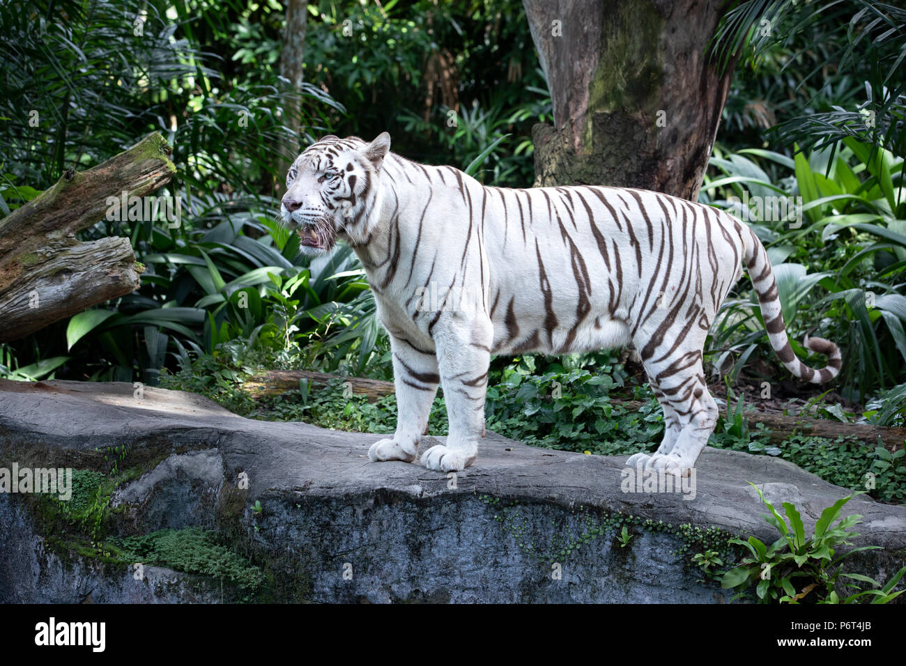 Portrait of a majestic white / bleached tiger in the greenery of a ...