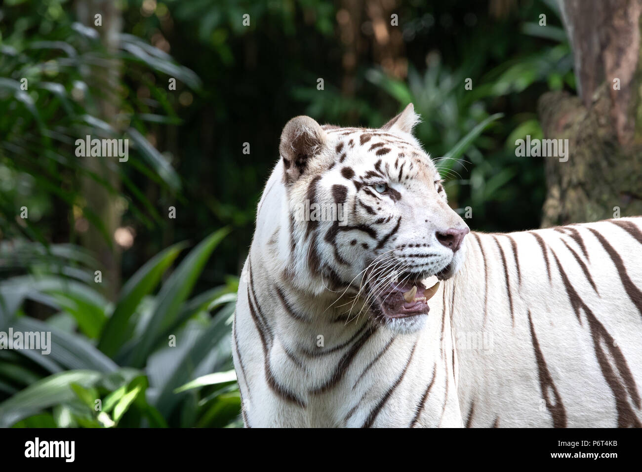 Close up portrait of a majestic white / bleached tiger in the greenery ...