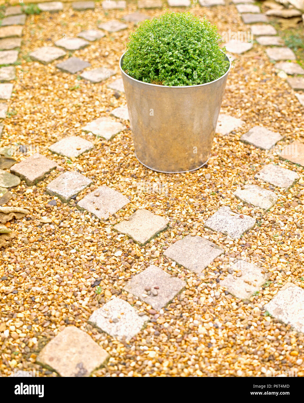 Close-up of low-growing green plant in galvanised steel pot on gravel ...