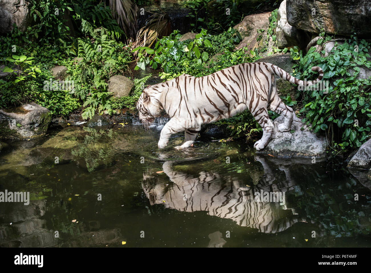 Portrait of a majestic white / bleached tiger relaxing by the water in ...