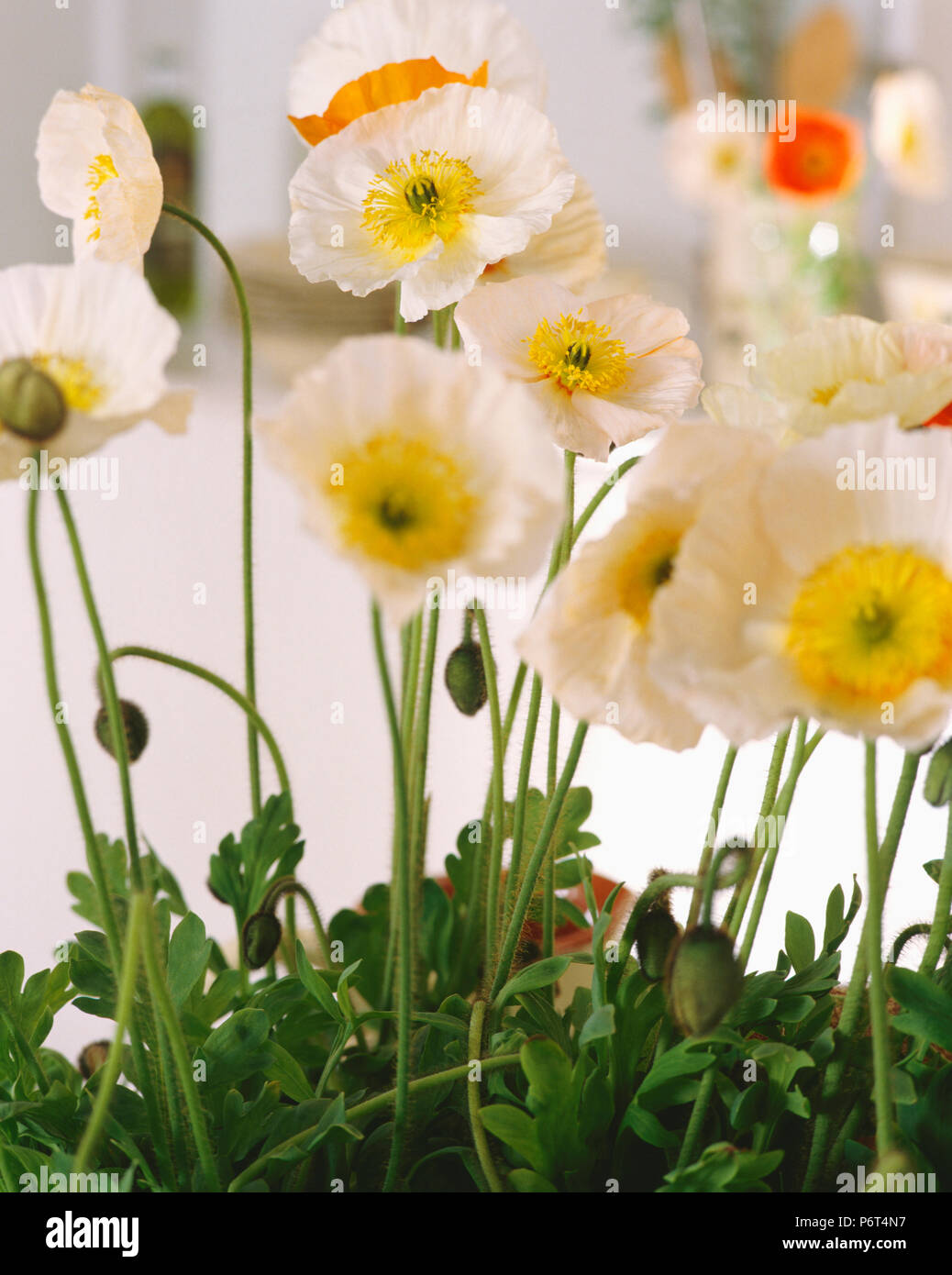Welsh poppies hi-res stock photography and images - Alamy