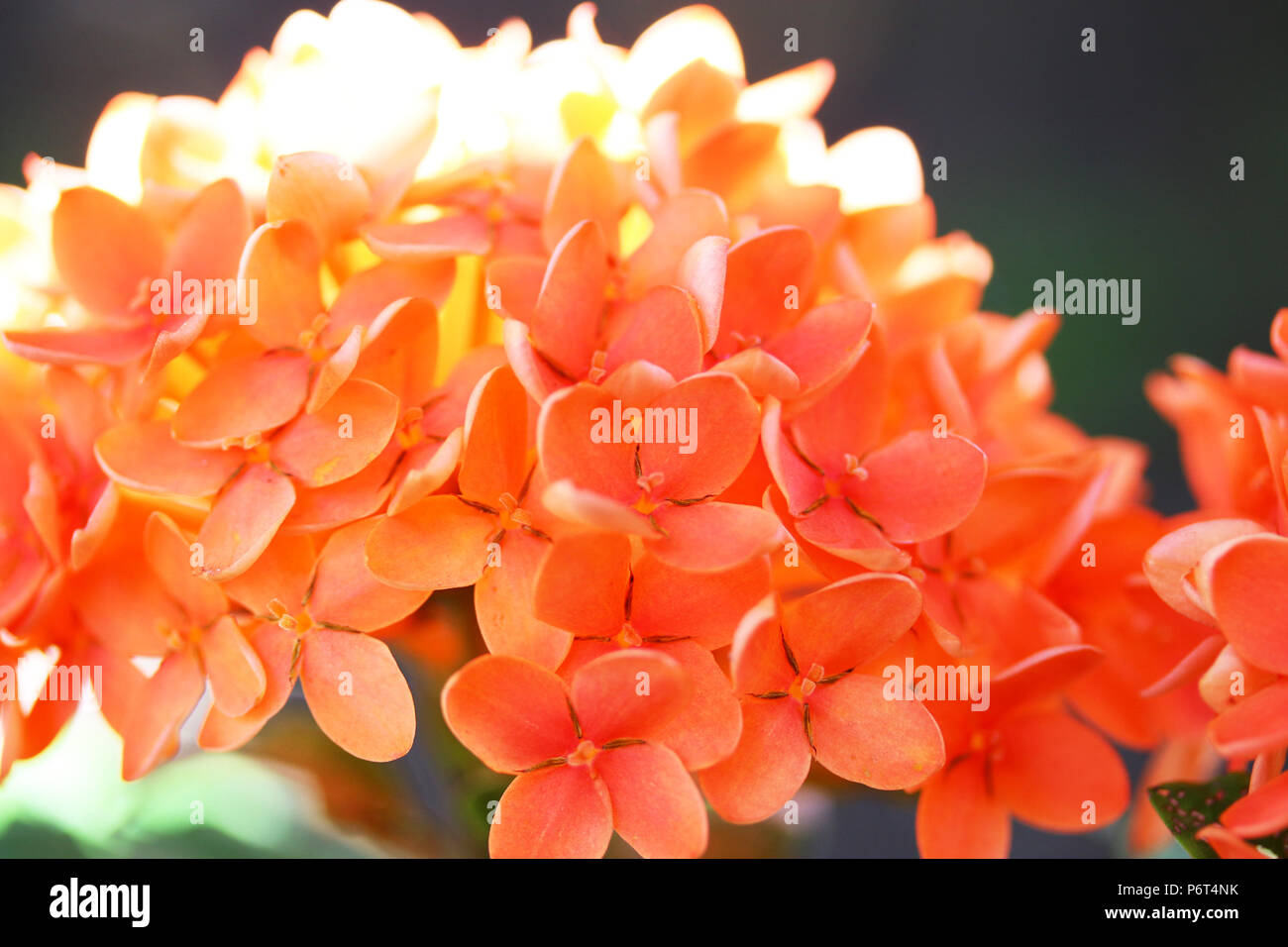 closeup photos in the garden Stock Photo - Alamy