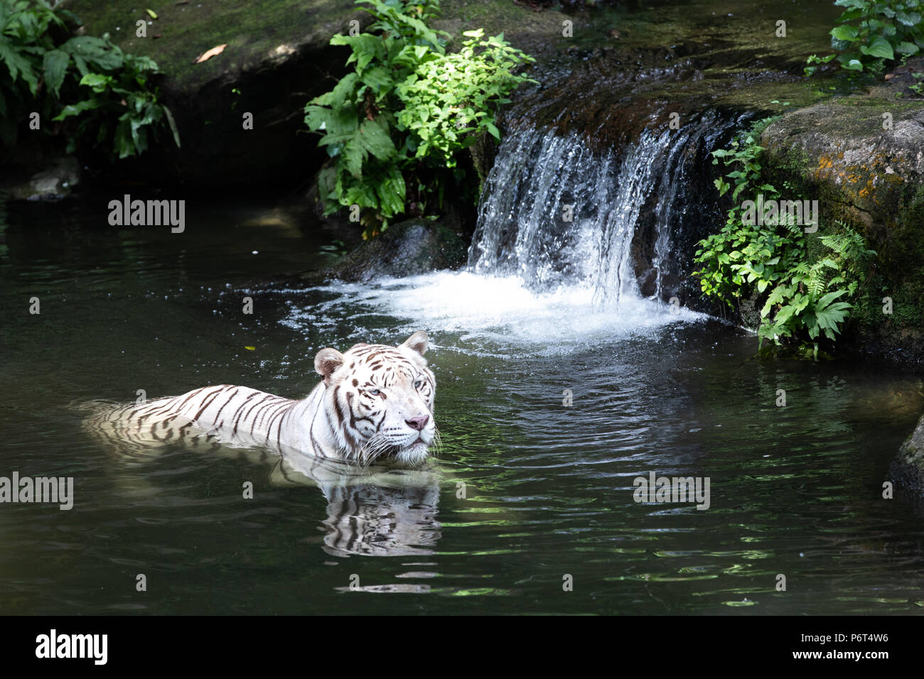 Portrait of a majestic white / bleached tiger relaxing by a waterfall ...