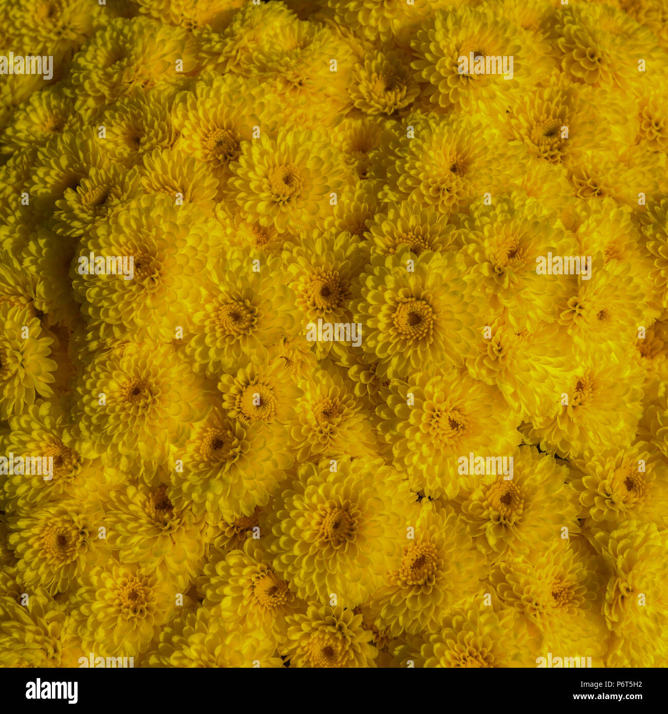 Yellow flowers set Stock Photo - Alamy