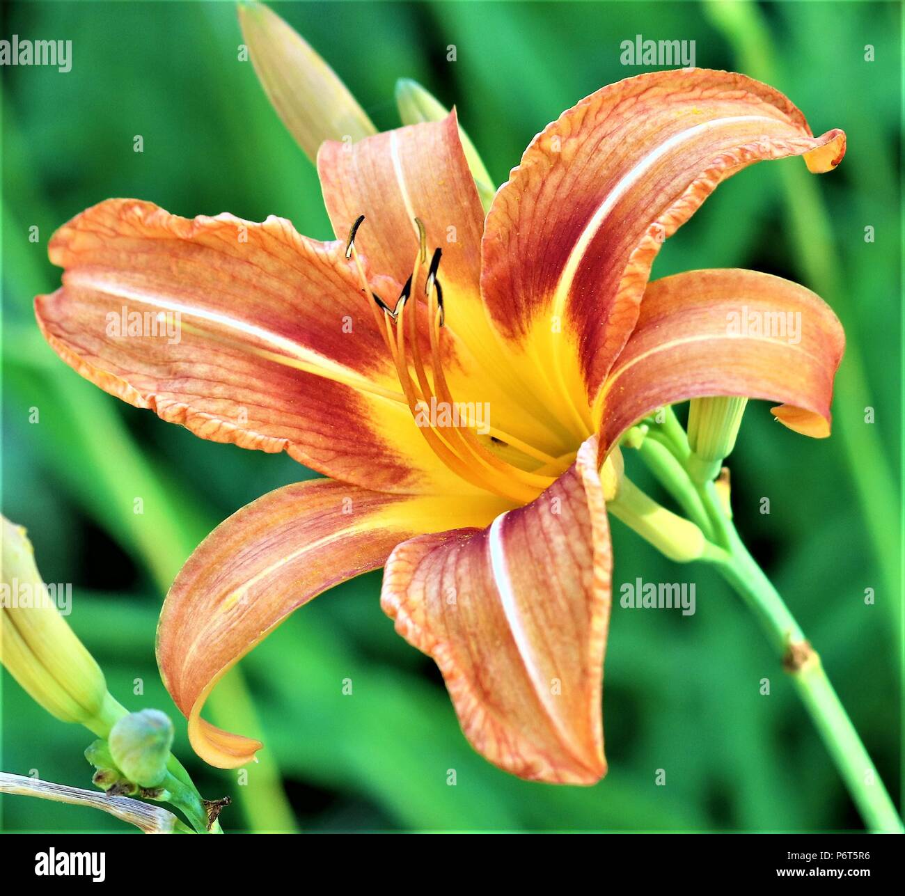 Queen Anne's Lace Stock Photo - Alamy