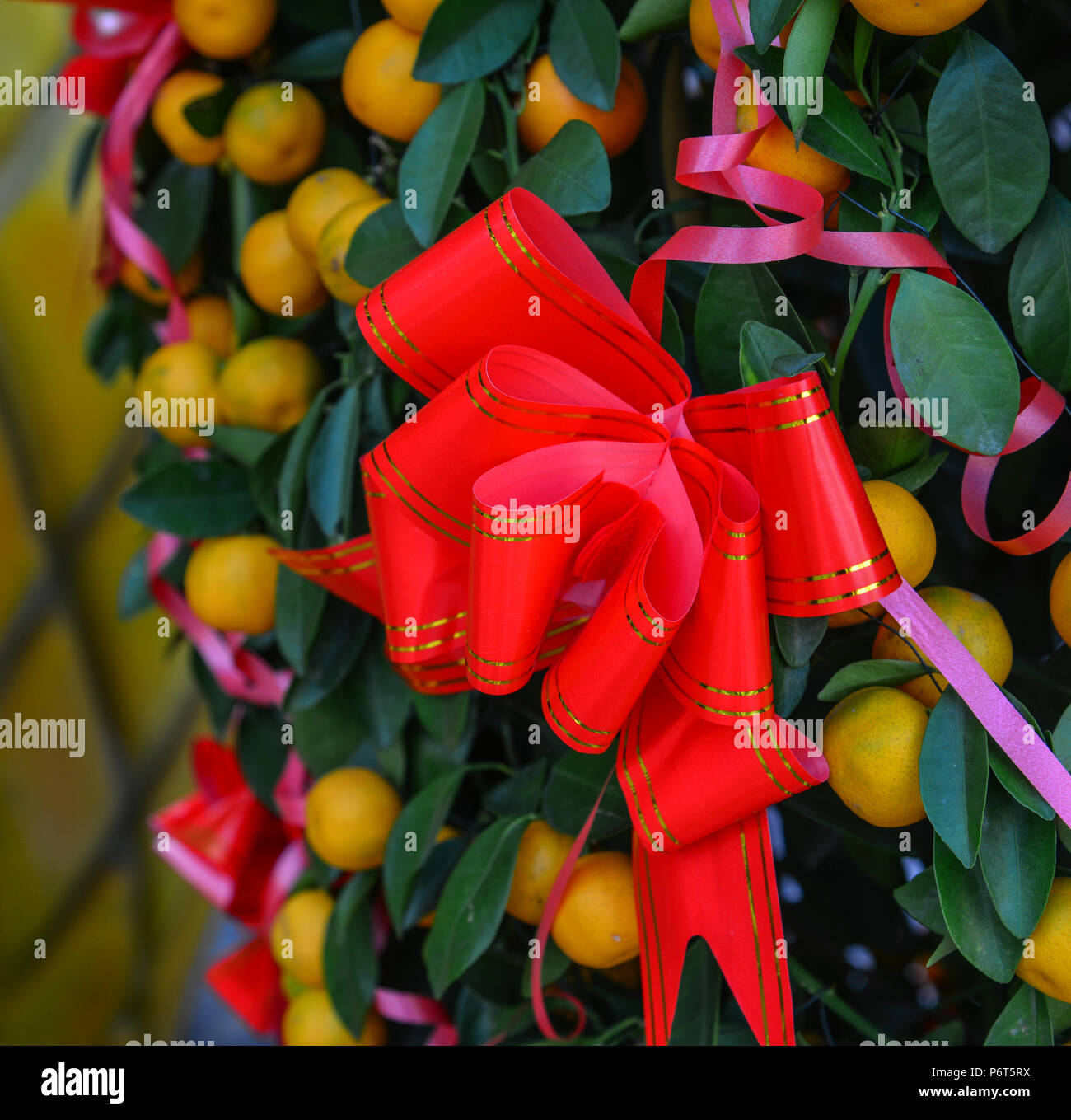 Red ribbon on citrus tree with many fruits for lucky in China Lunar New ...