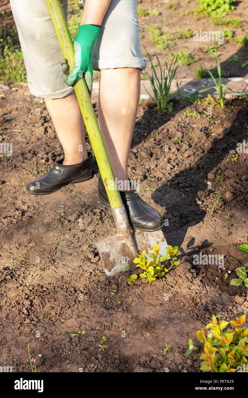 Fragment of woman's legs digging soil with shovel close up view Stock ...