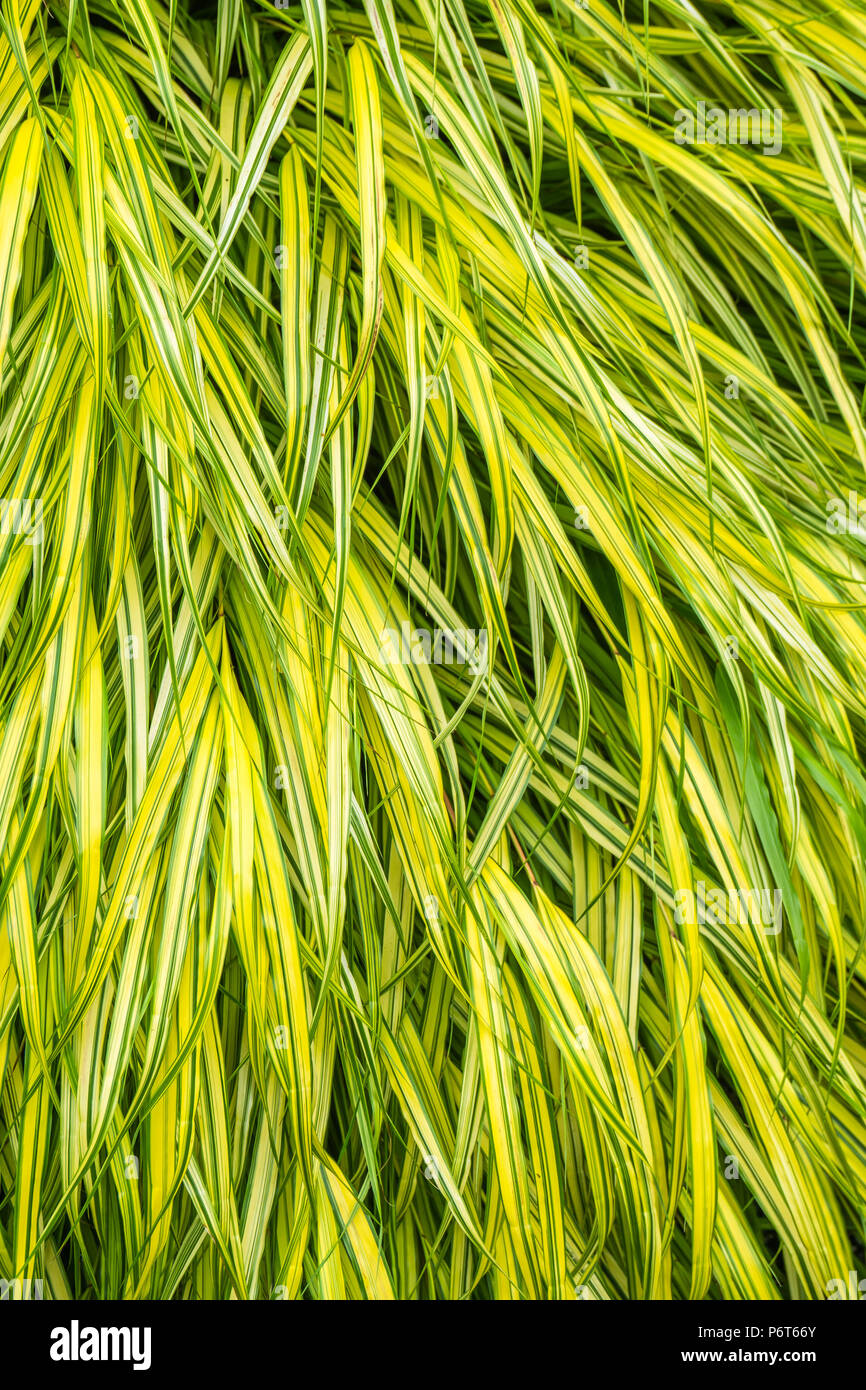 Thin leaves texture hi-res stock photography and images - Alamy
