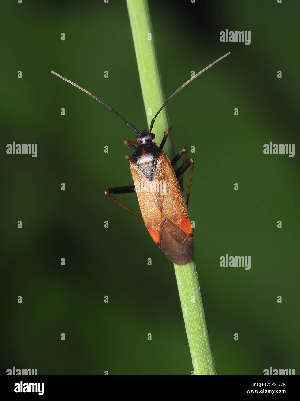 Mirid bug hi-res stock photography and images - Alamy