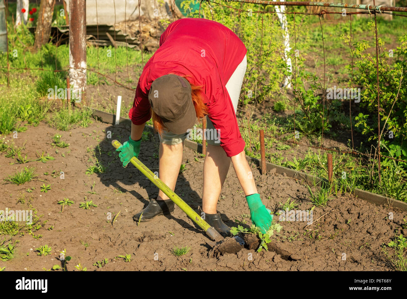 Single Caucasian woman digging soil with shovel in the spring garden ...