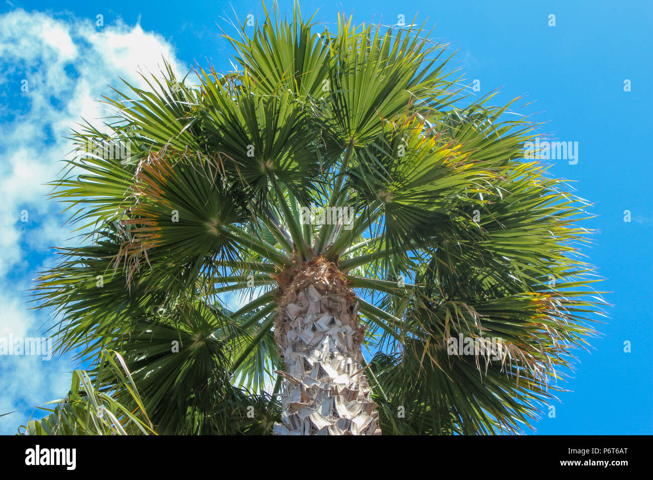 Maderia island hi-res stock photography and images - Alamy